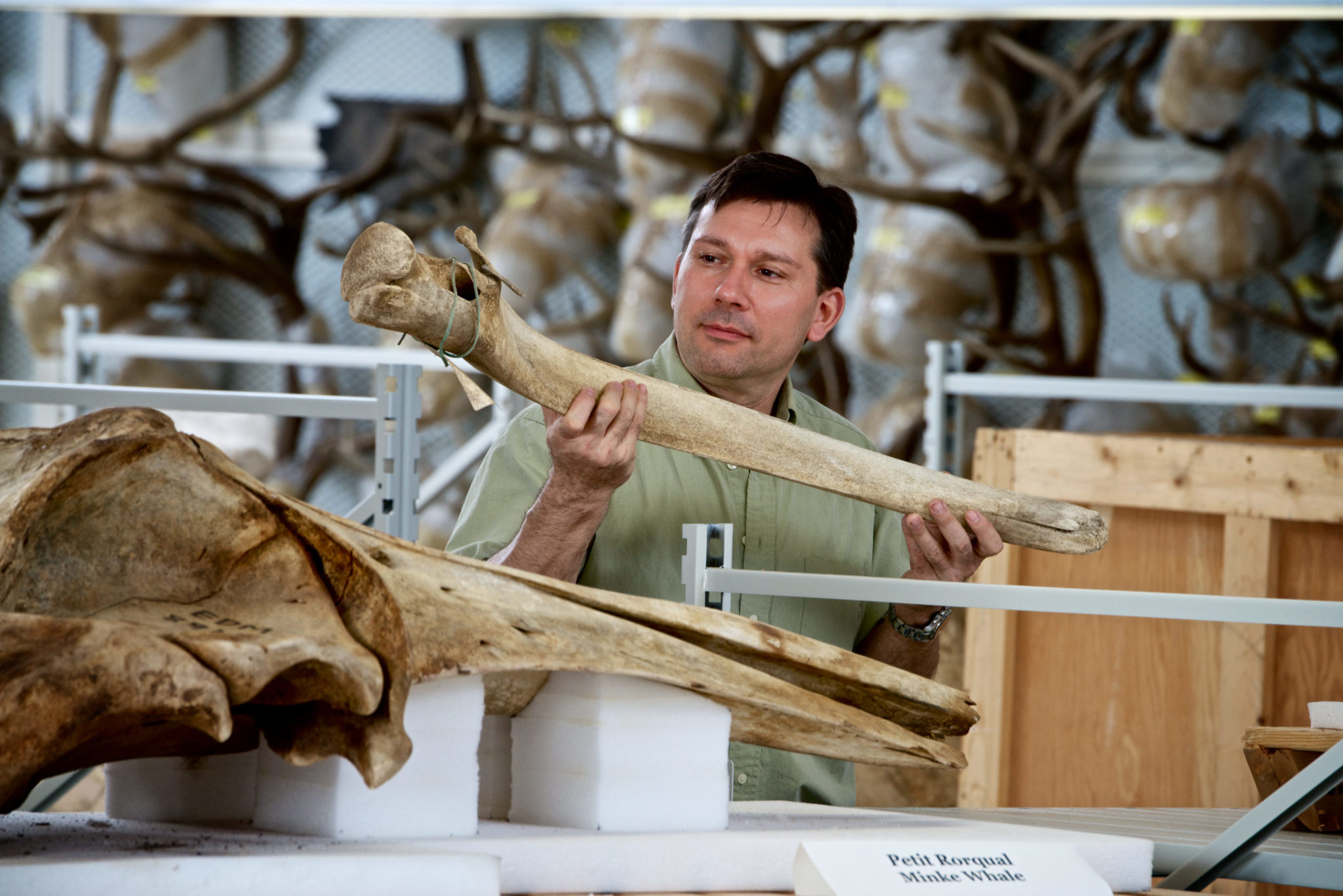 What Colour Are Fossils? - Canadian Museum of Nature