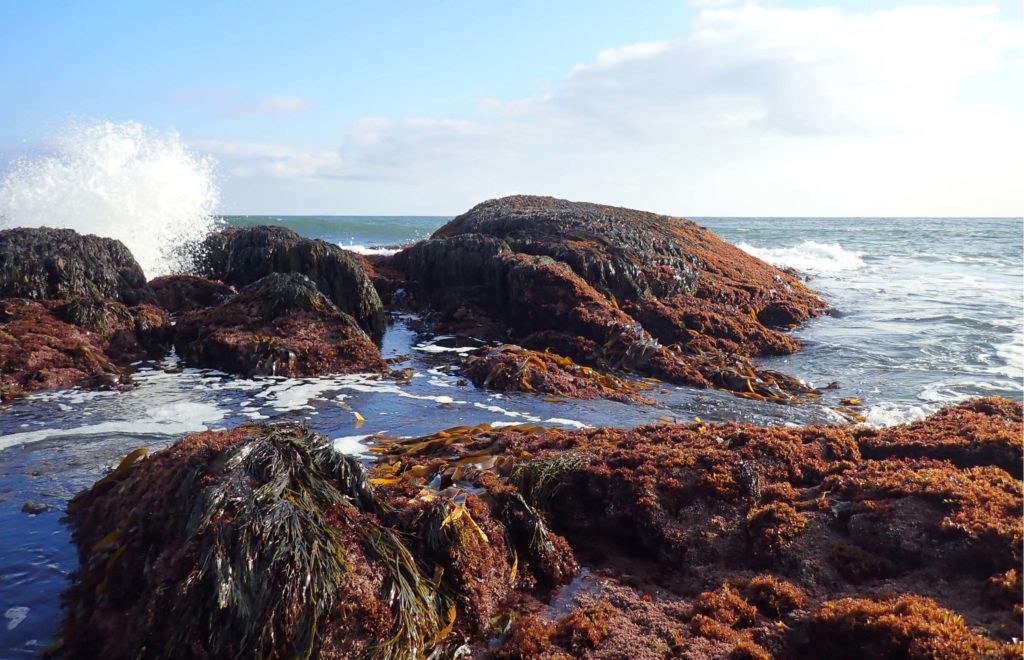 Macroalgae - Canadian Museum of Nature