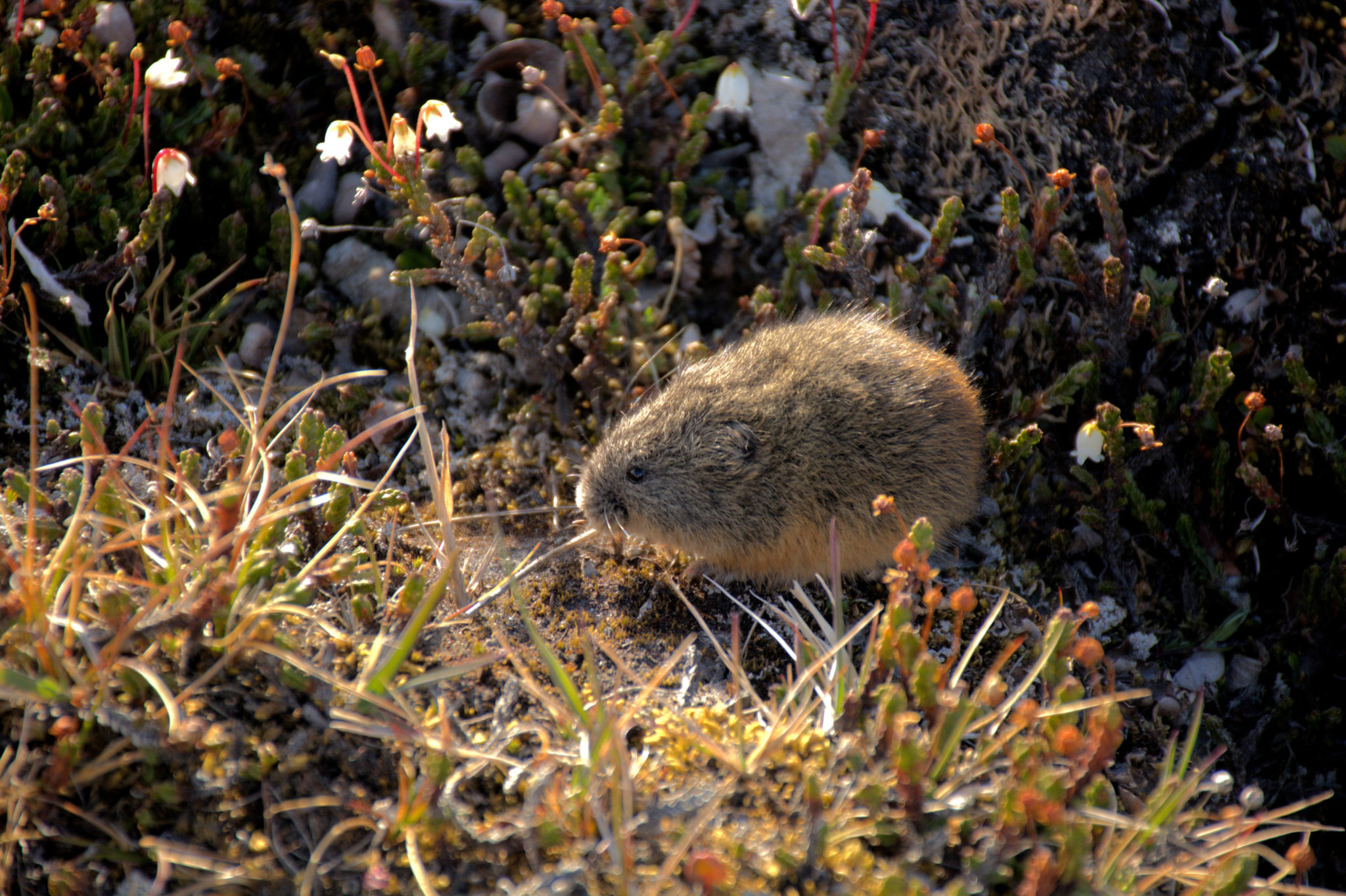 Arctic Small-Mammal Populations - Canadian Museum of Nature