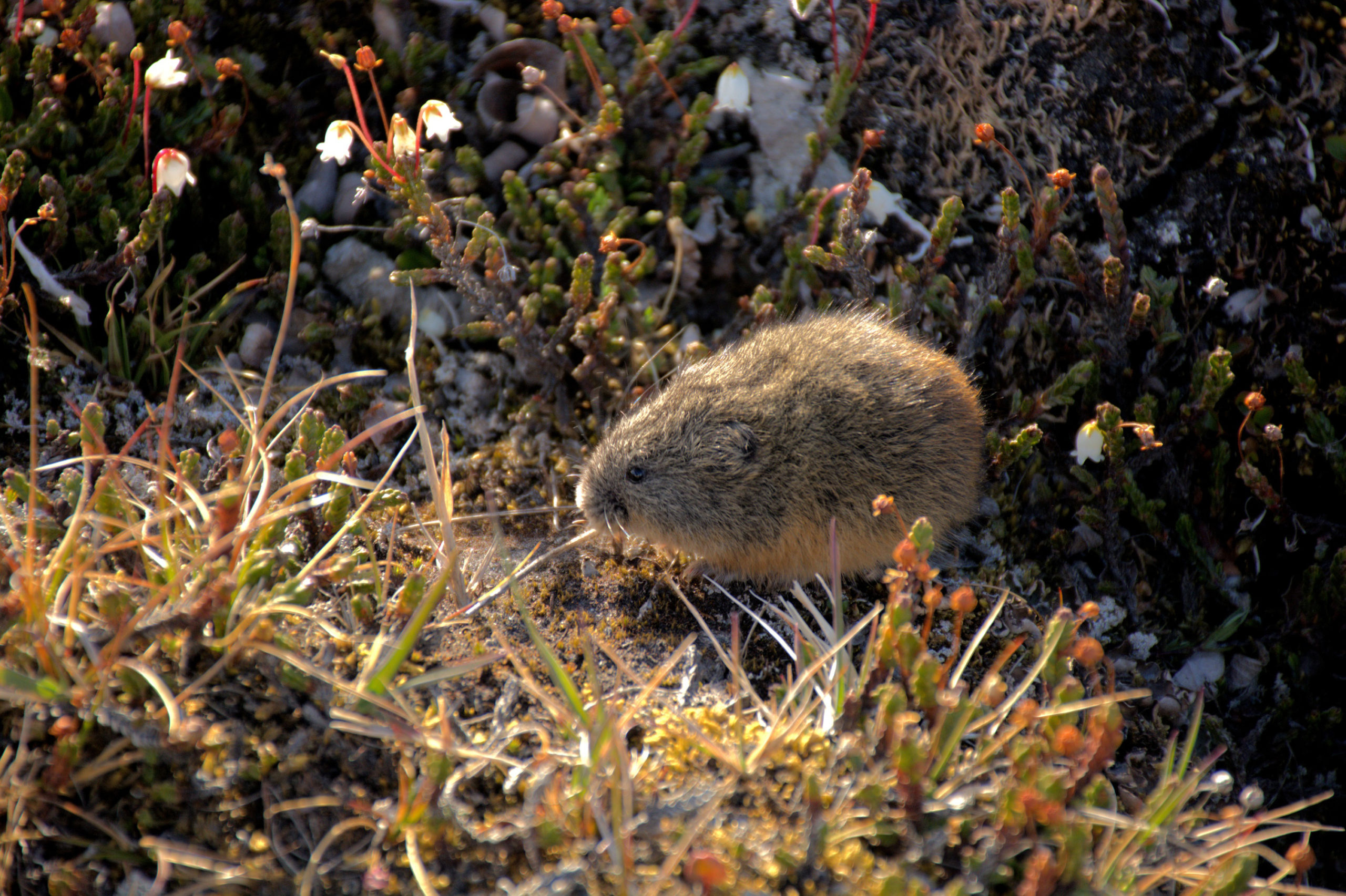 Arctic Small-Mammal Populations - Canadian Museum of Nature