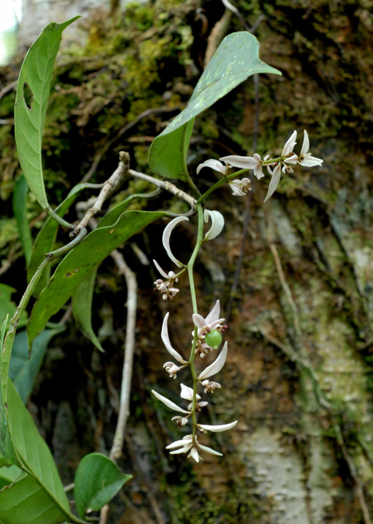 Flowering-Plant Evolution - Canadian Museum of Nature
