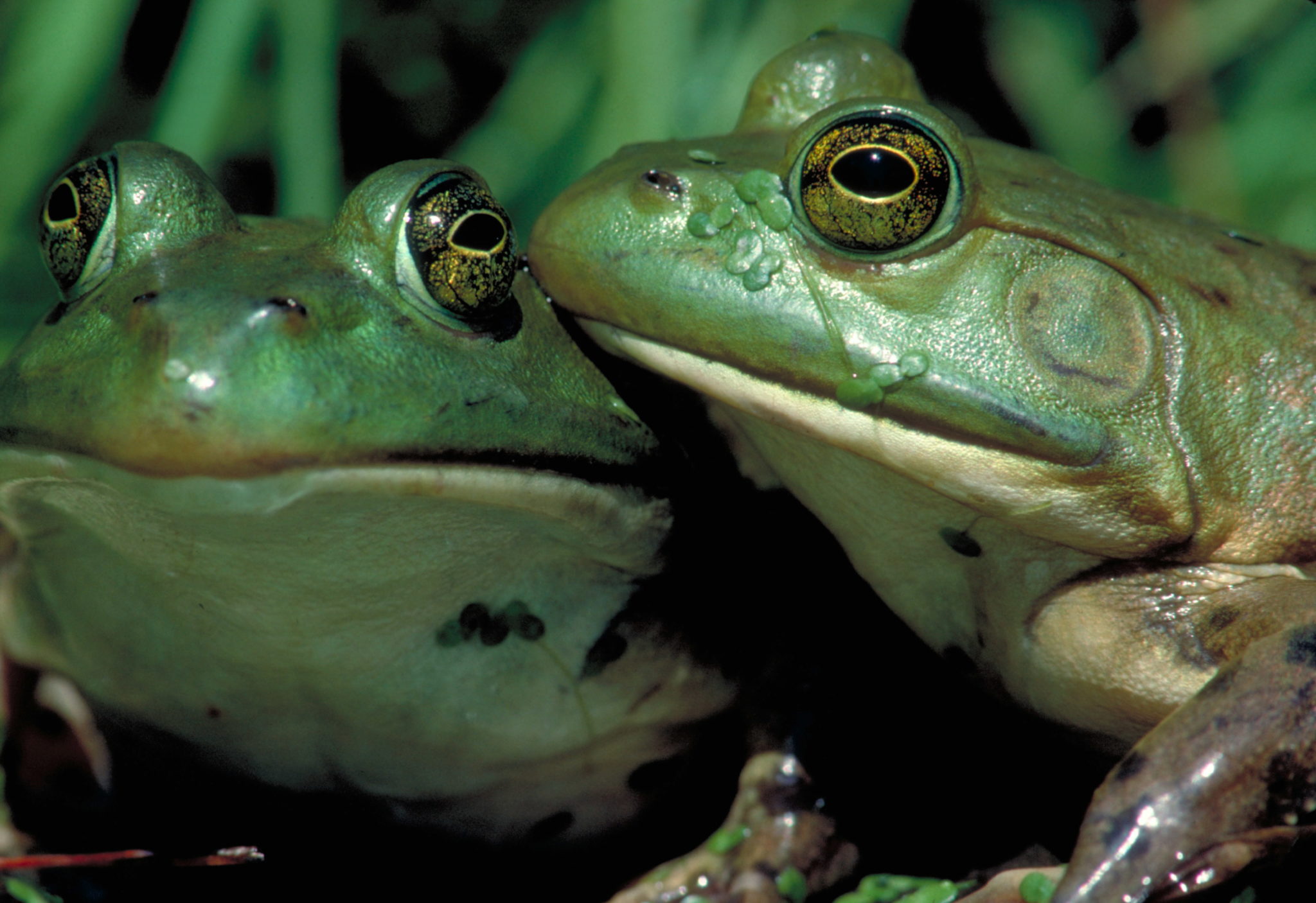 How Do Frogs Survive the Winter? - Canadian Museum of Nature