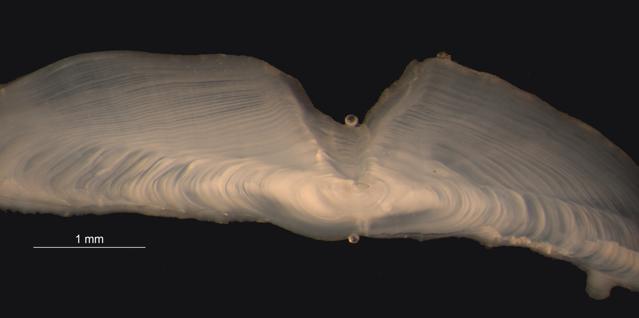 The rocks in fishes’ heads tell amazing stories - Canadian Museum of Nature