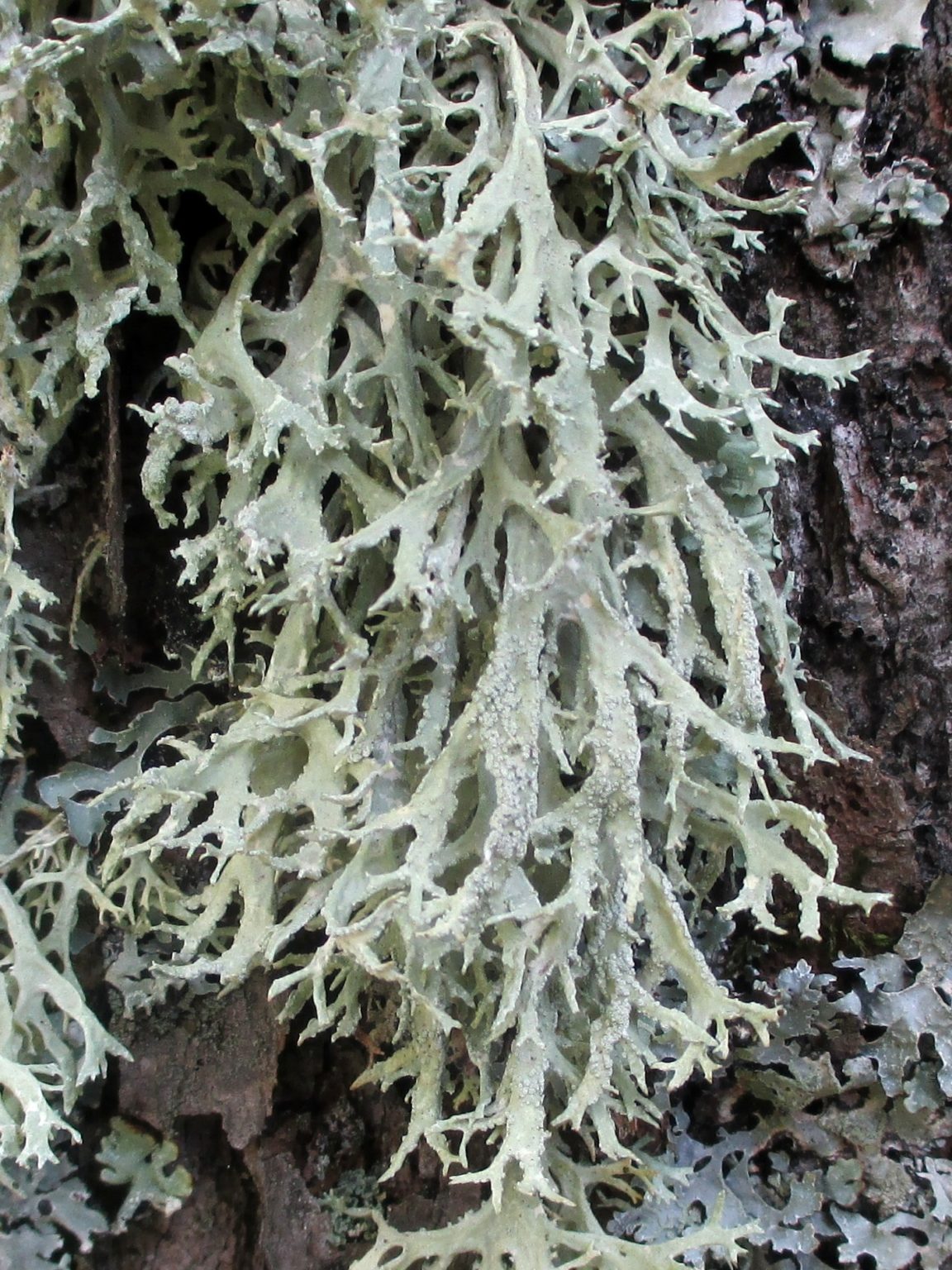 Moss and Lichen: Wait, what’s the difference? - Canadian Museum of Nature
