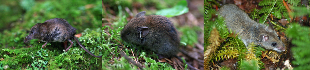 The teething of the shrew - Canadian Museum of Nature
