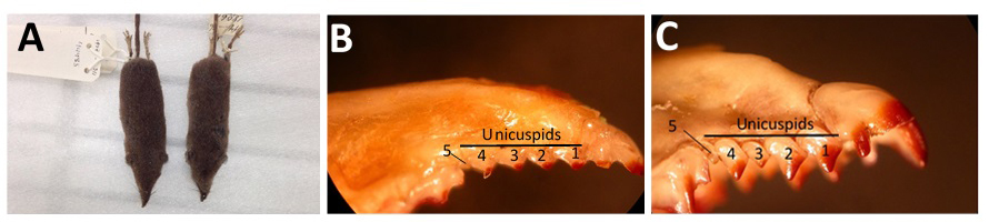 The teething of the shrew - Canadian Museum of Nature