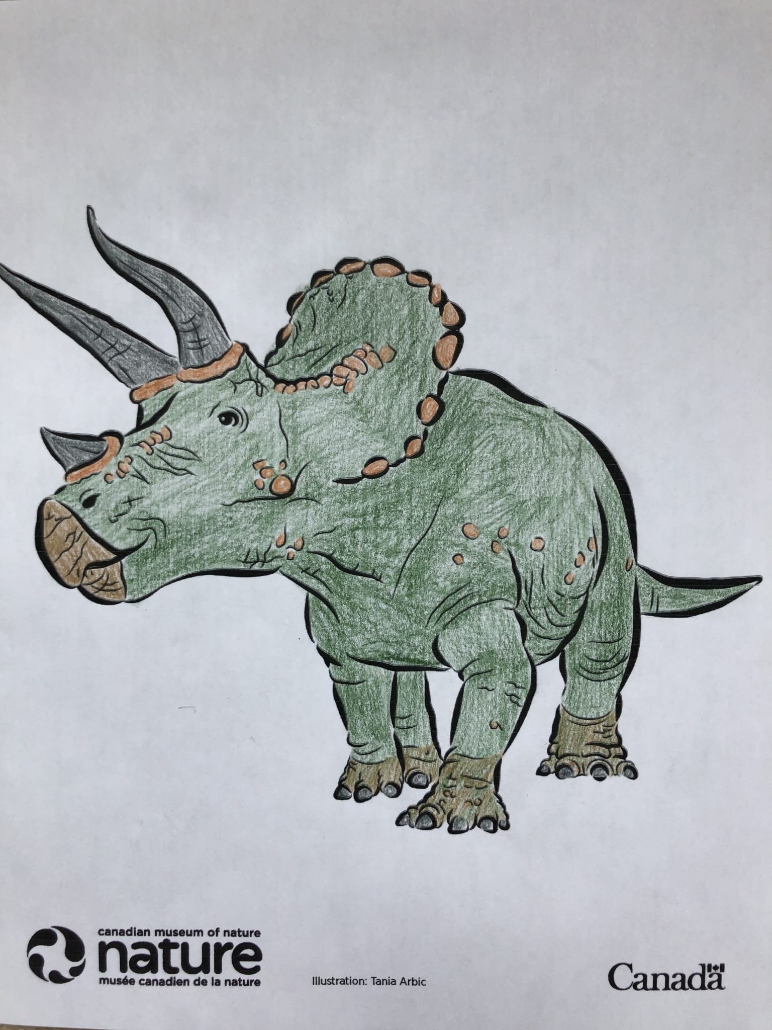 Dinosaurs - Canadian Museum of Nature