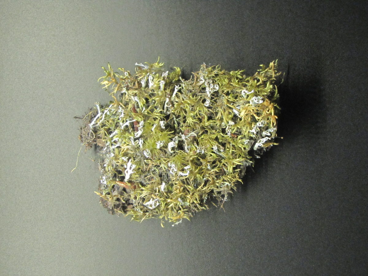 Fluorescent Lichens: Dazzling Creatures of Light - Canadian Museum of ...