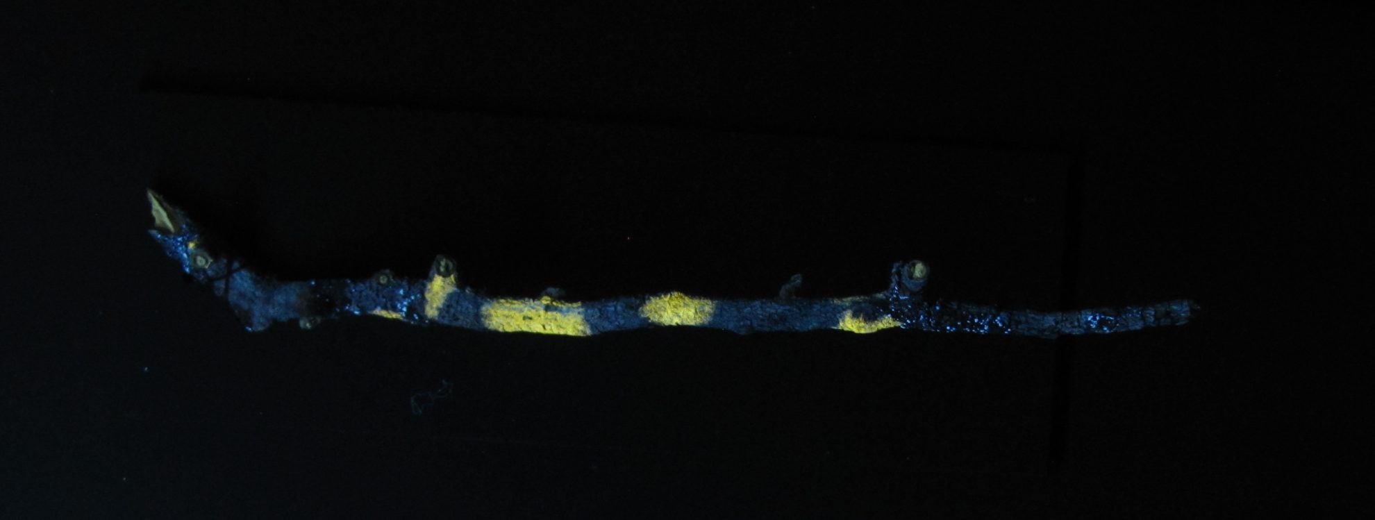 Fluorescent Lichens: Dazzling Creatures of Light - Canadian Museum of ...