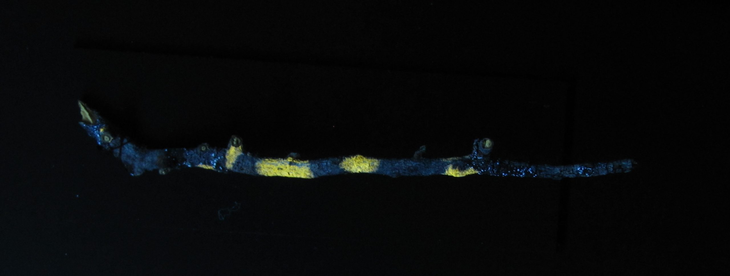 Fluorescent Lichens: Dazzling Creatures of Light - Canadian Museum of ...
