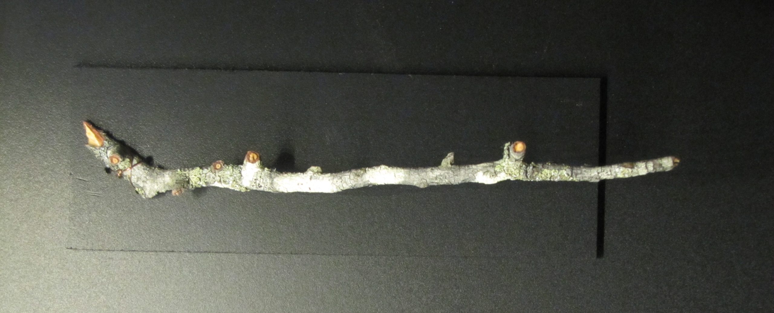 Fluorescent Lichens: Dazzling Creatures of Light - Canadian Museum of ...