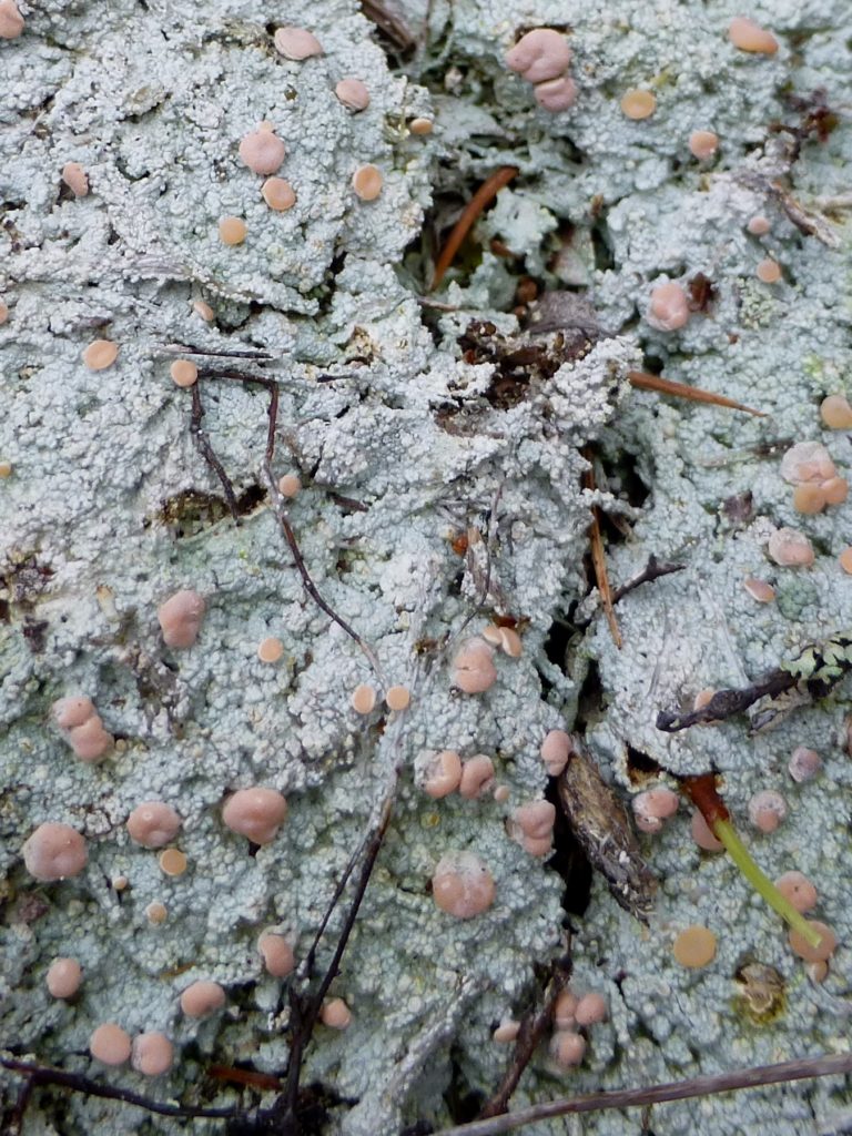 Fluorescent Lichens: Dazzling Creatures of Light - Canadian Museum of ...