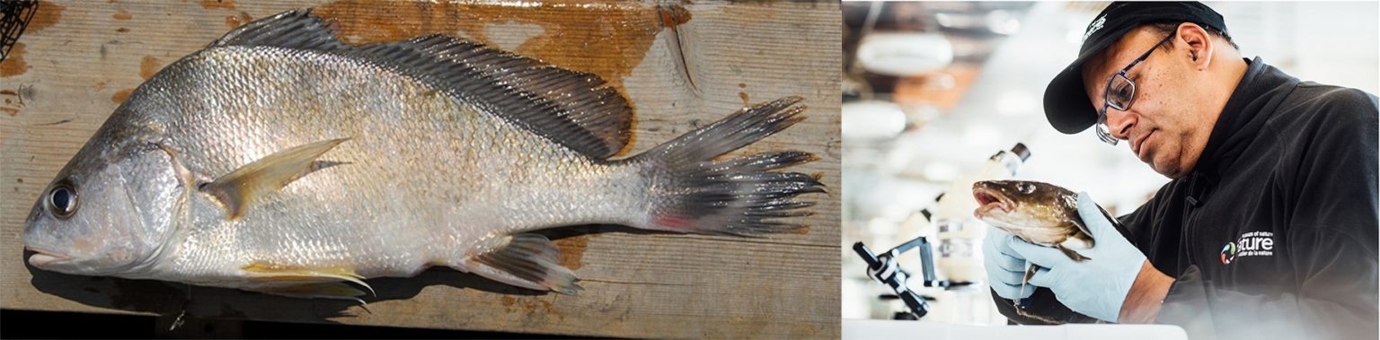 The rocks in fishes’ heads tell amazing stories - Canadian Museum of Nature