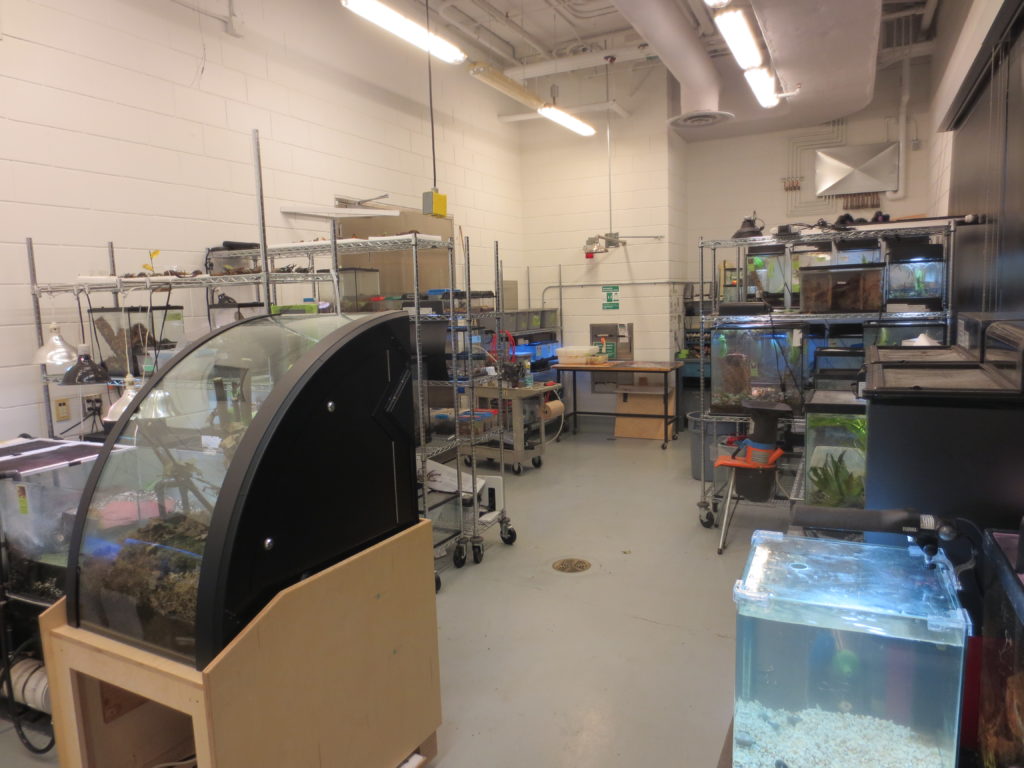 Setting Up House: Acquiring and Caring for Live Beetles - Canadian ...