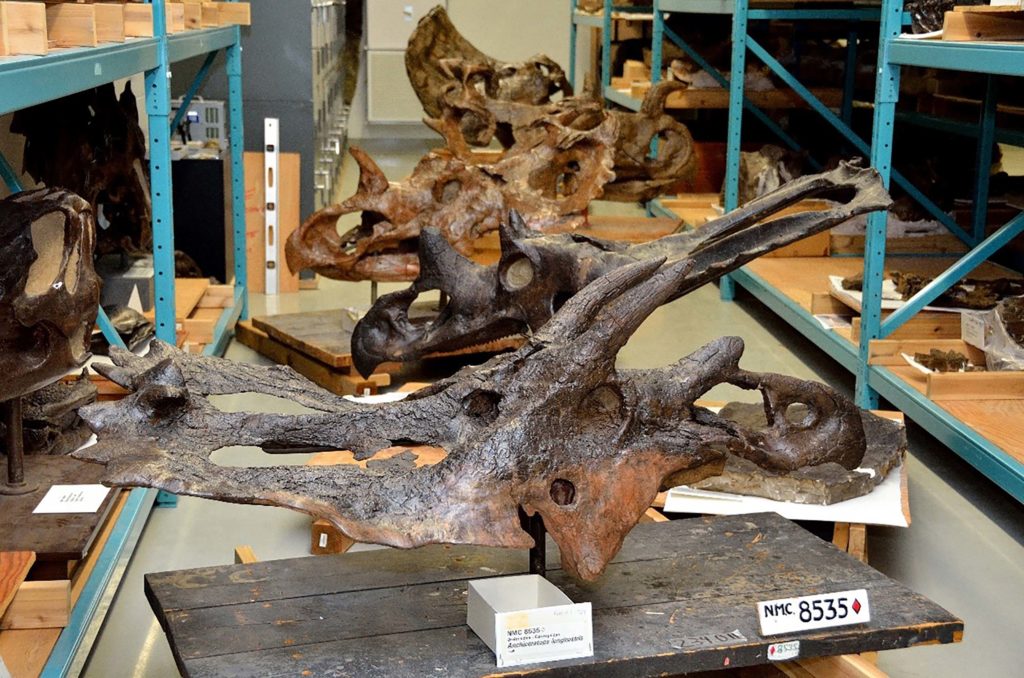 Fossils - Canadian Museum of Nature