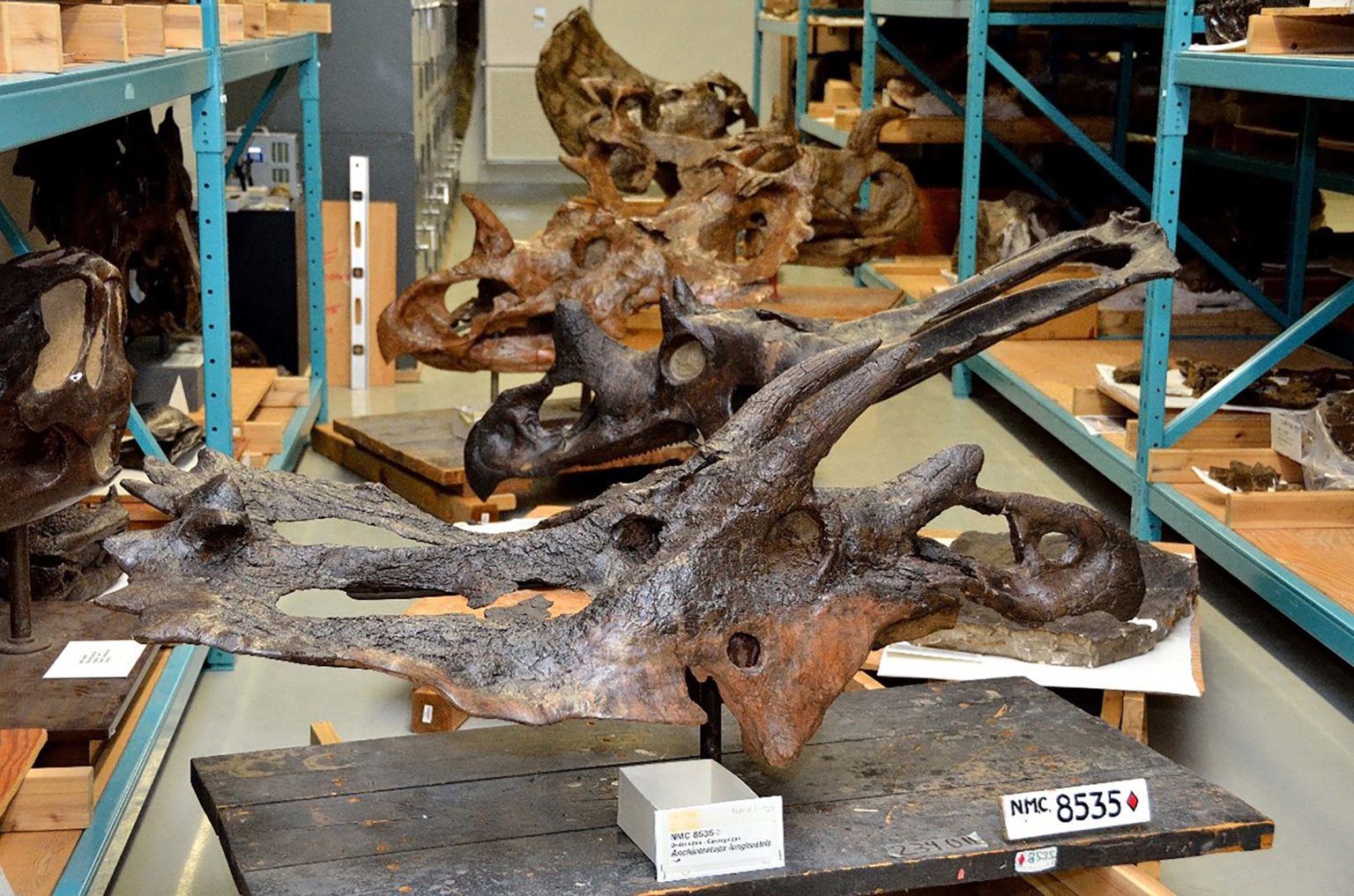 Collections - Canadian Museum of Nature