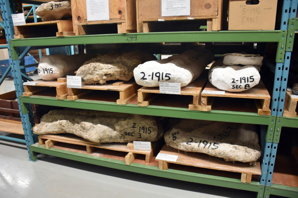 Palaeobiology Collections - Canadian Museum of Nature