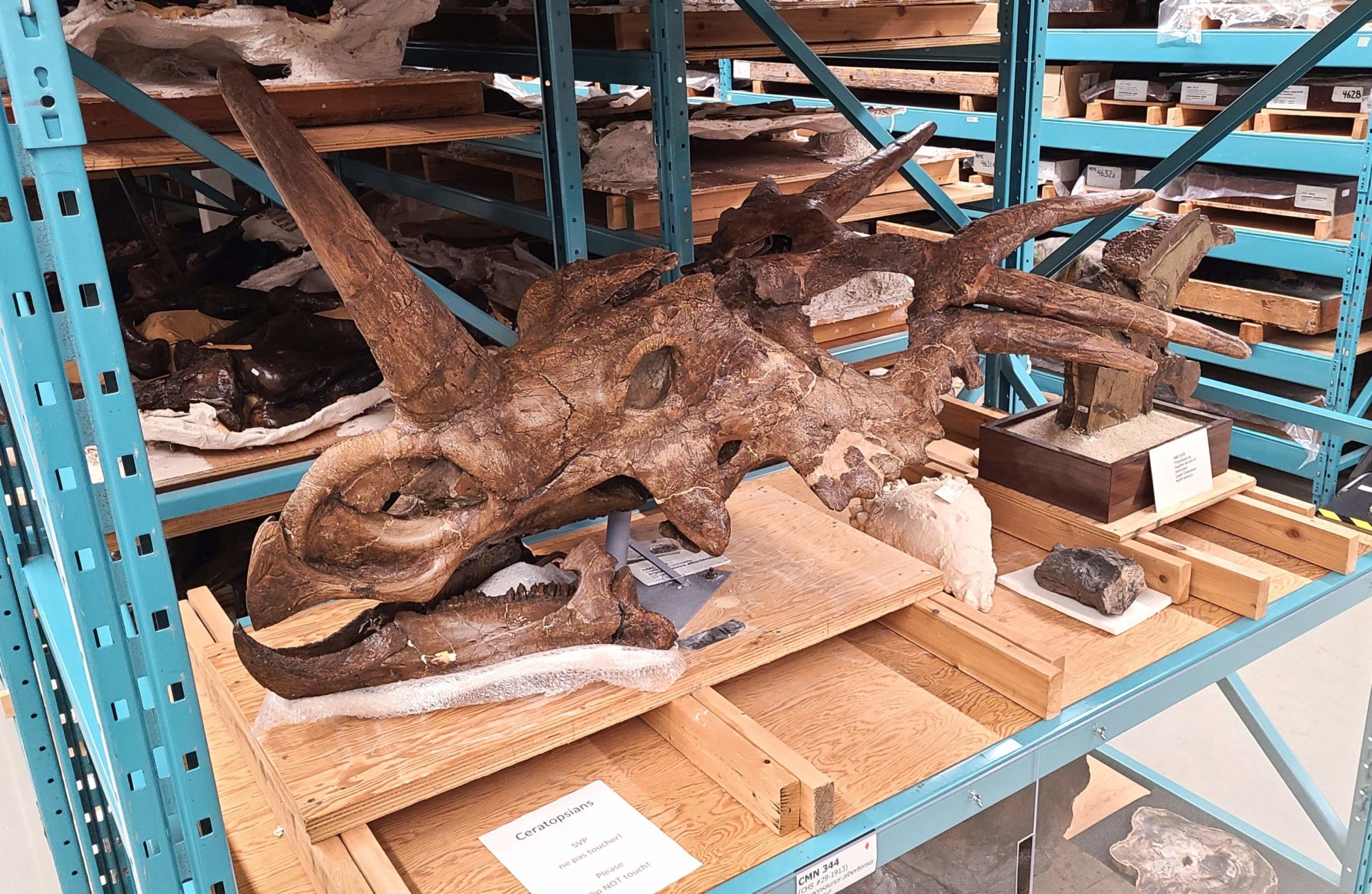 Palaeobiology Collections - Canadian Museum of Nature