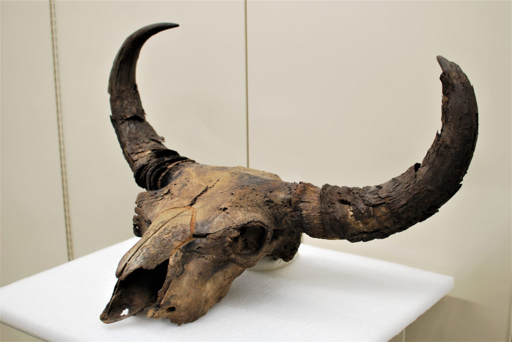 Palaeobiology Collections - Canadian Museum of Nature