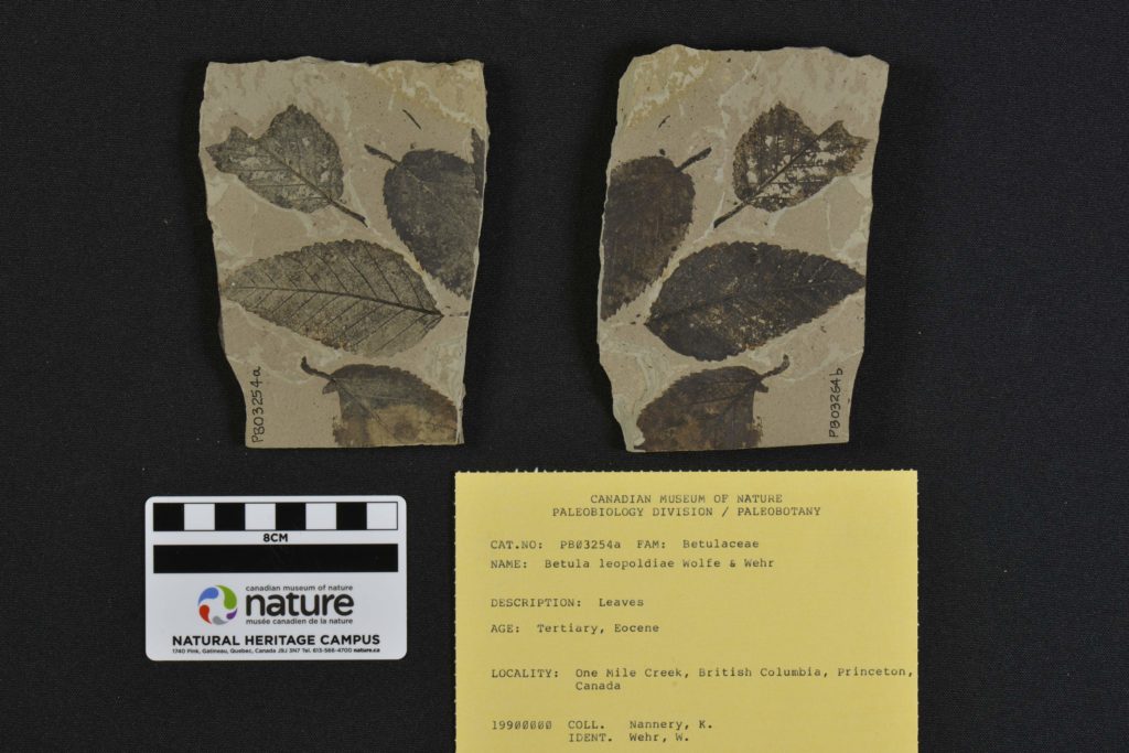 Palaeobiology Collections - Canadian Museum of Nature