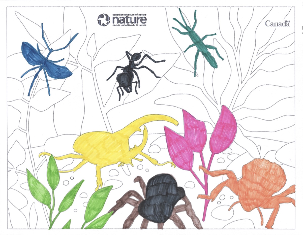 Bugs Galore - Canadian Museum of Nature