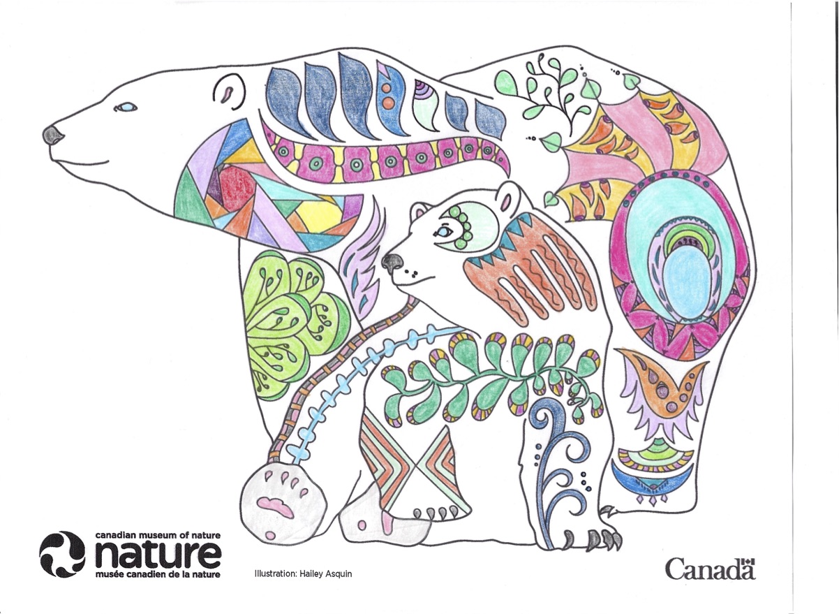 Polar Bears - Canadian Museum of Nature