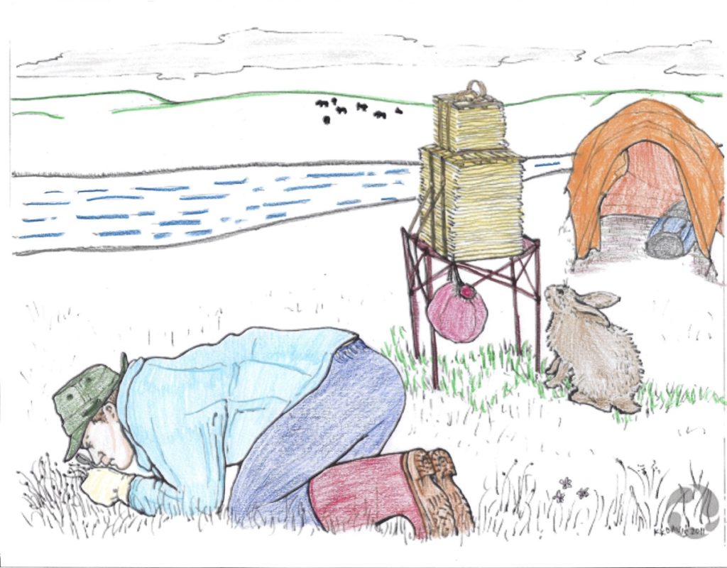 Colouring - Canadian Museum of Nature