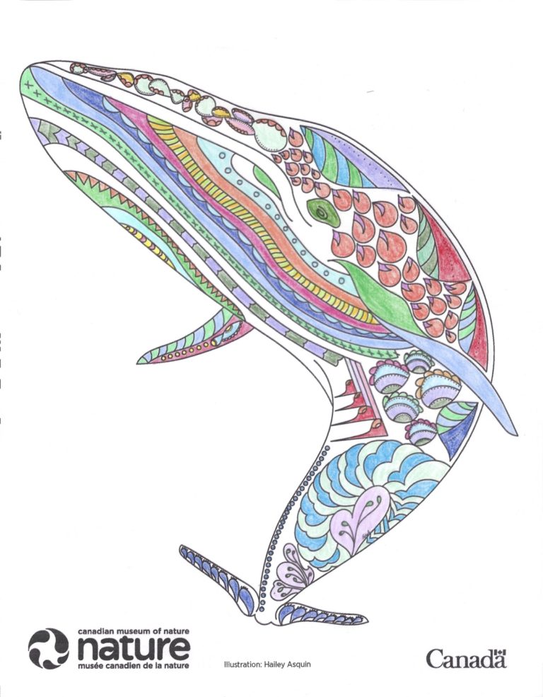 Blue Whale - Canadian Museum of Nature