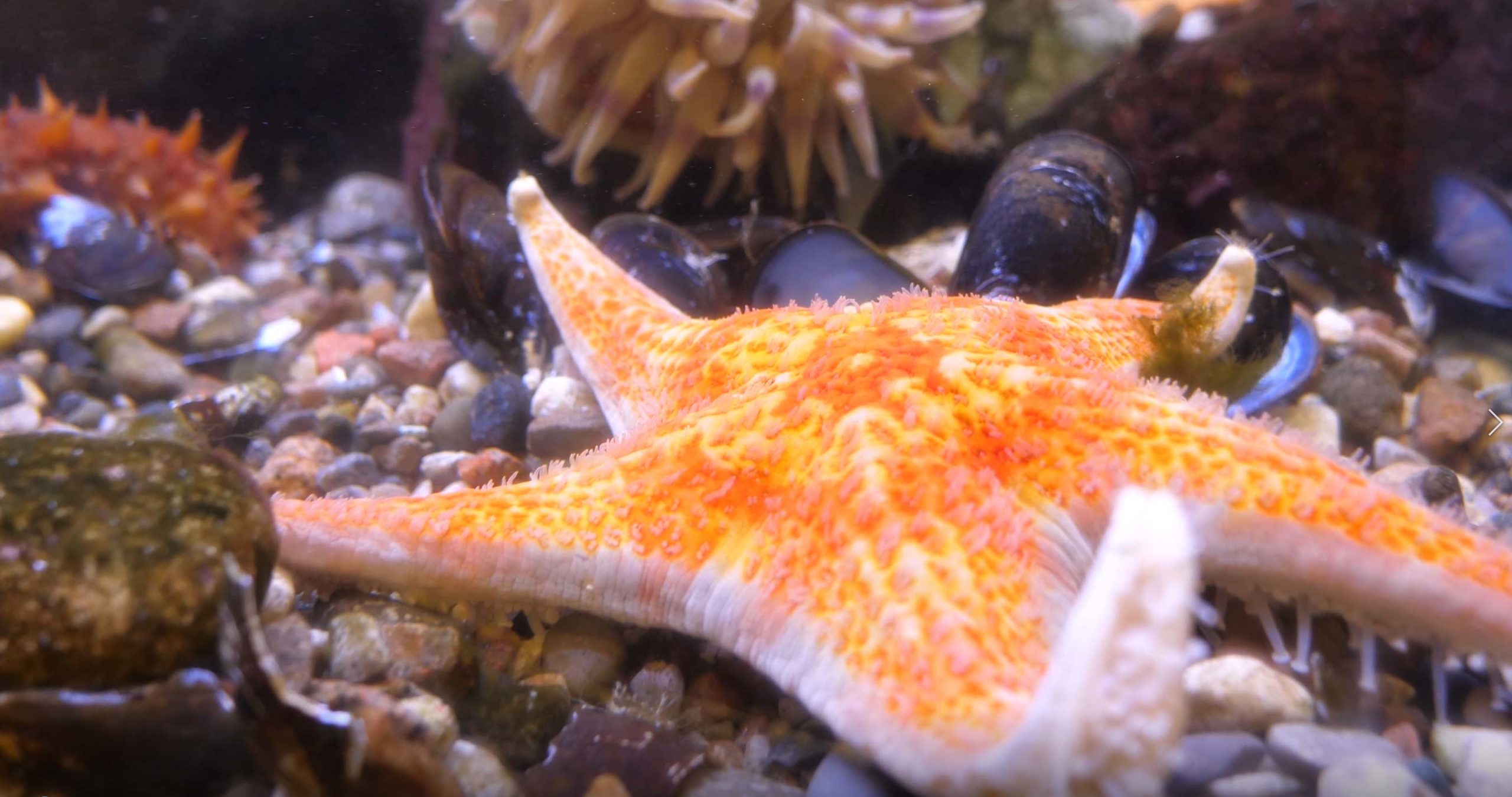 Live Ocean Animals: Pacific Aquarium—On-Site School Workshop - Canadian ...