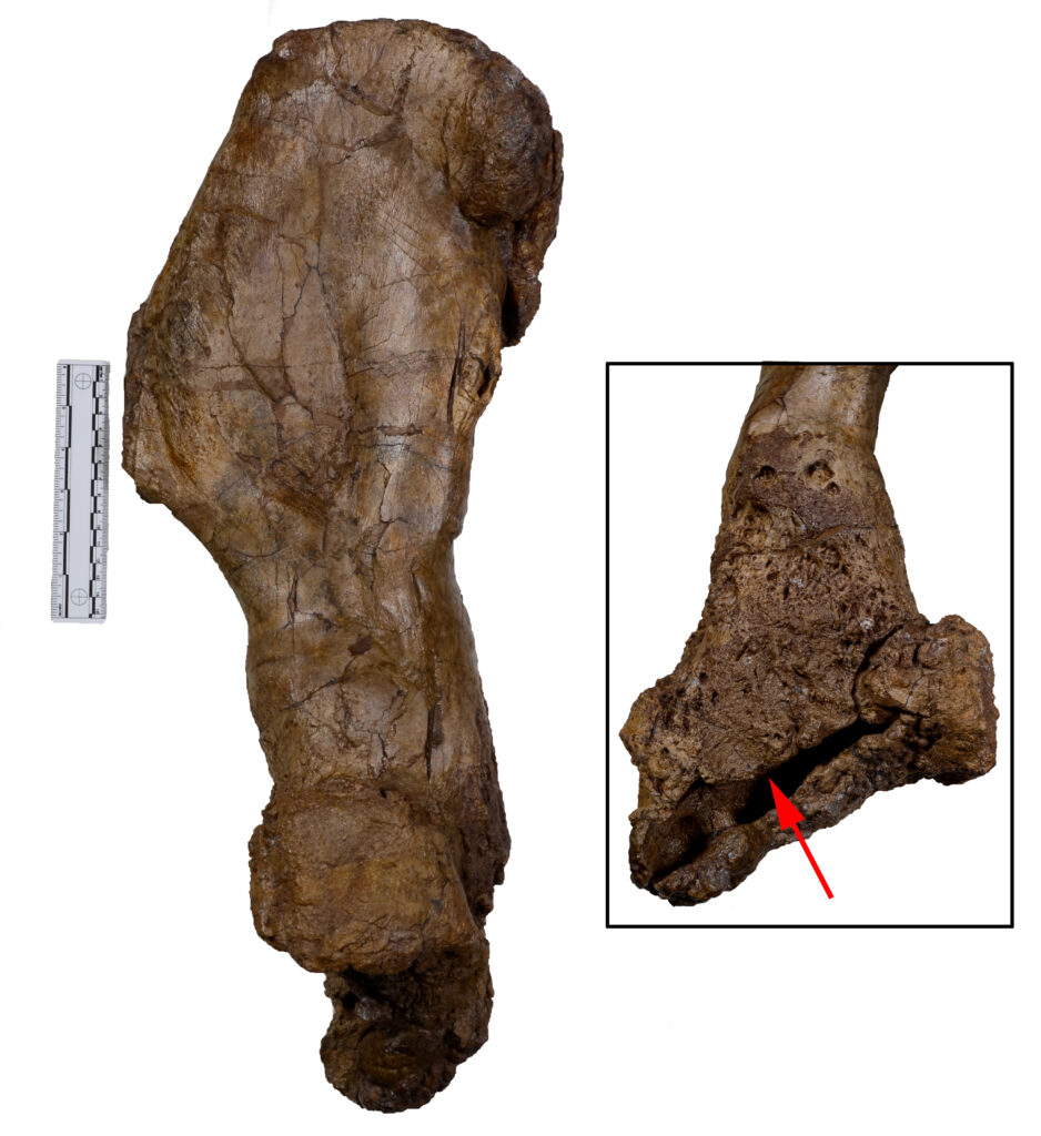 Spiclypeus shipporum, the New Dino in Town - Canadian Museum of Nature