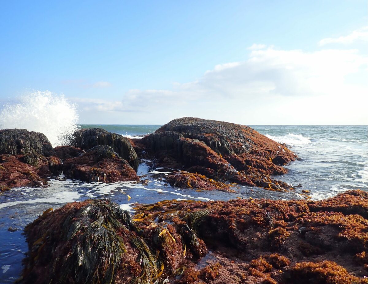 Les algues marines - Musée canadien de la nature
