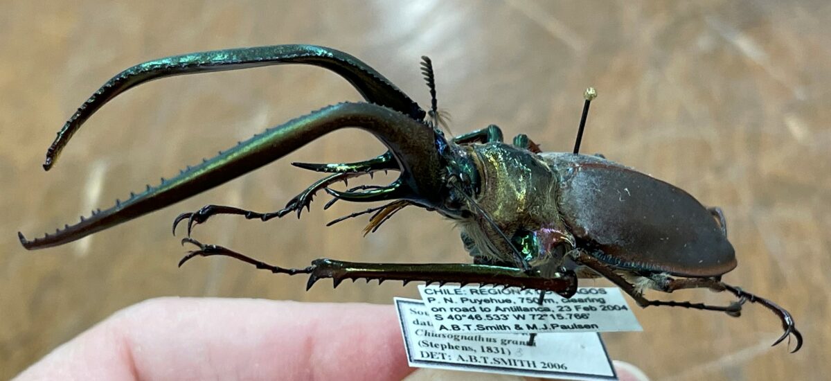 Scarab Beetles - Canadian Museum of Nature