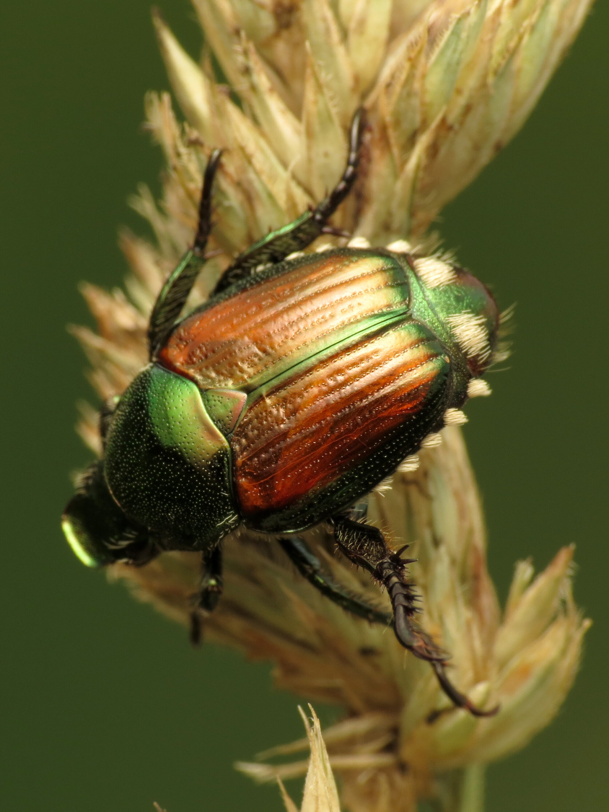 Scarab Beetles - Canadian Museum of Nature