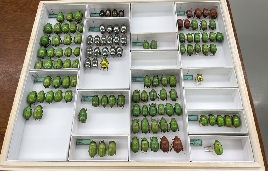 Scarab Beetles - Canadian Museum of Nature