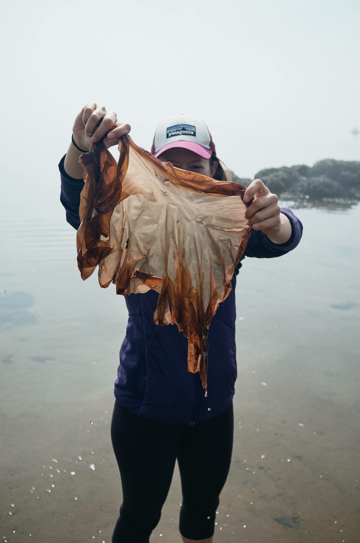 Seaweed and Algae - Canadian Museum of Nature