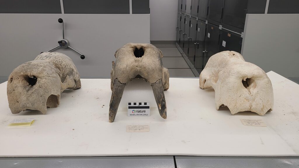 Informing the Present by Breaking Down the Past (Literally!) - Canadian ...