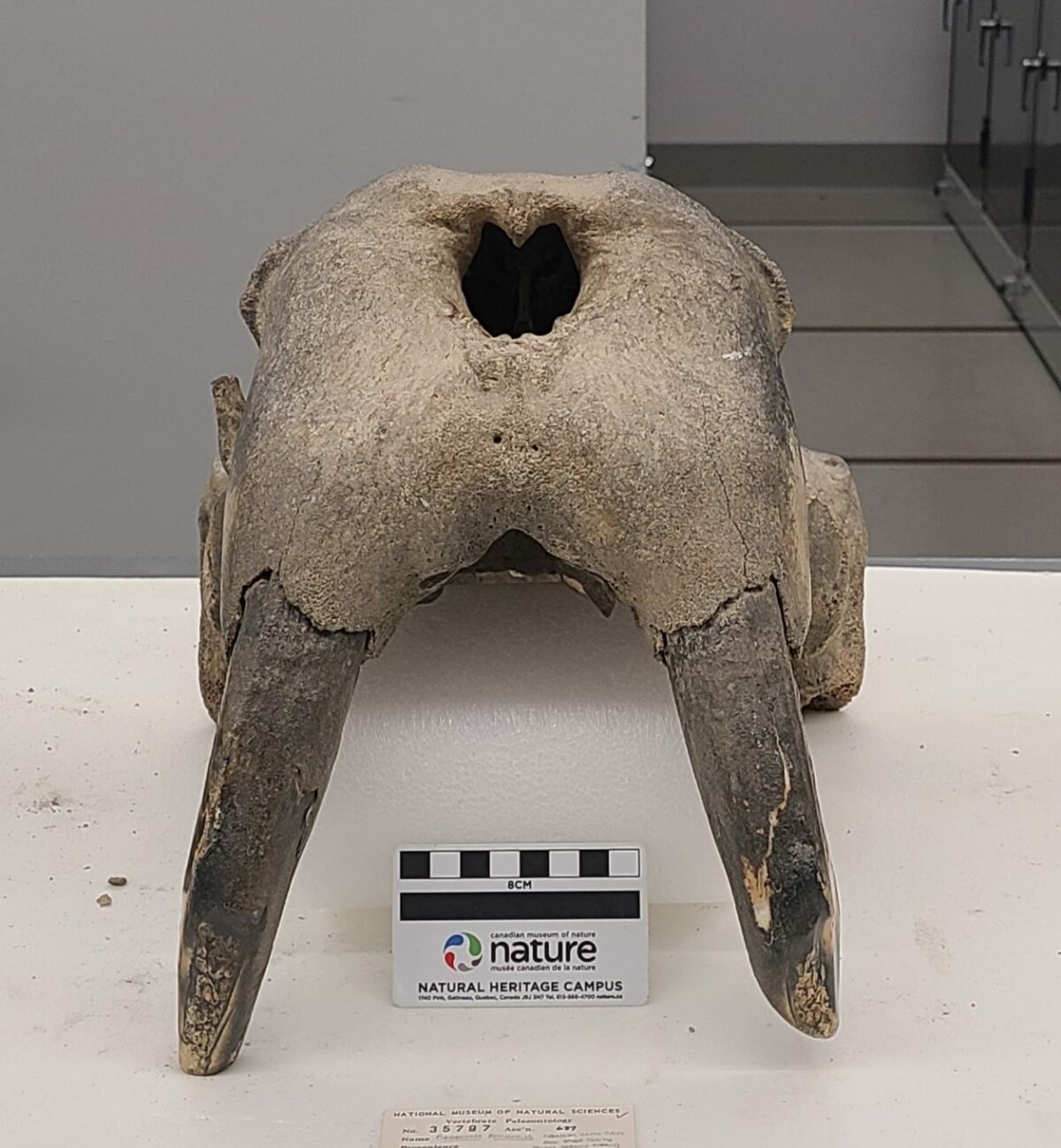 Fossils - Canadian Museum of Nature