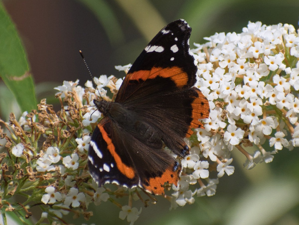 eButterfly - Canadian Museum of Nature