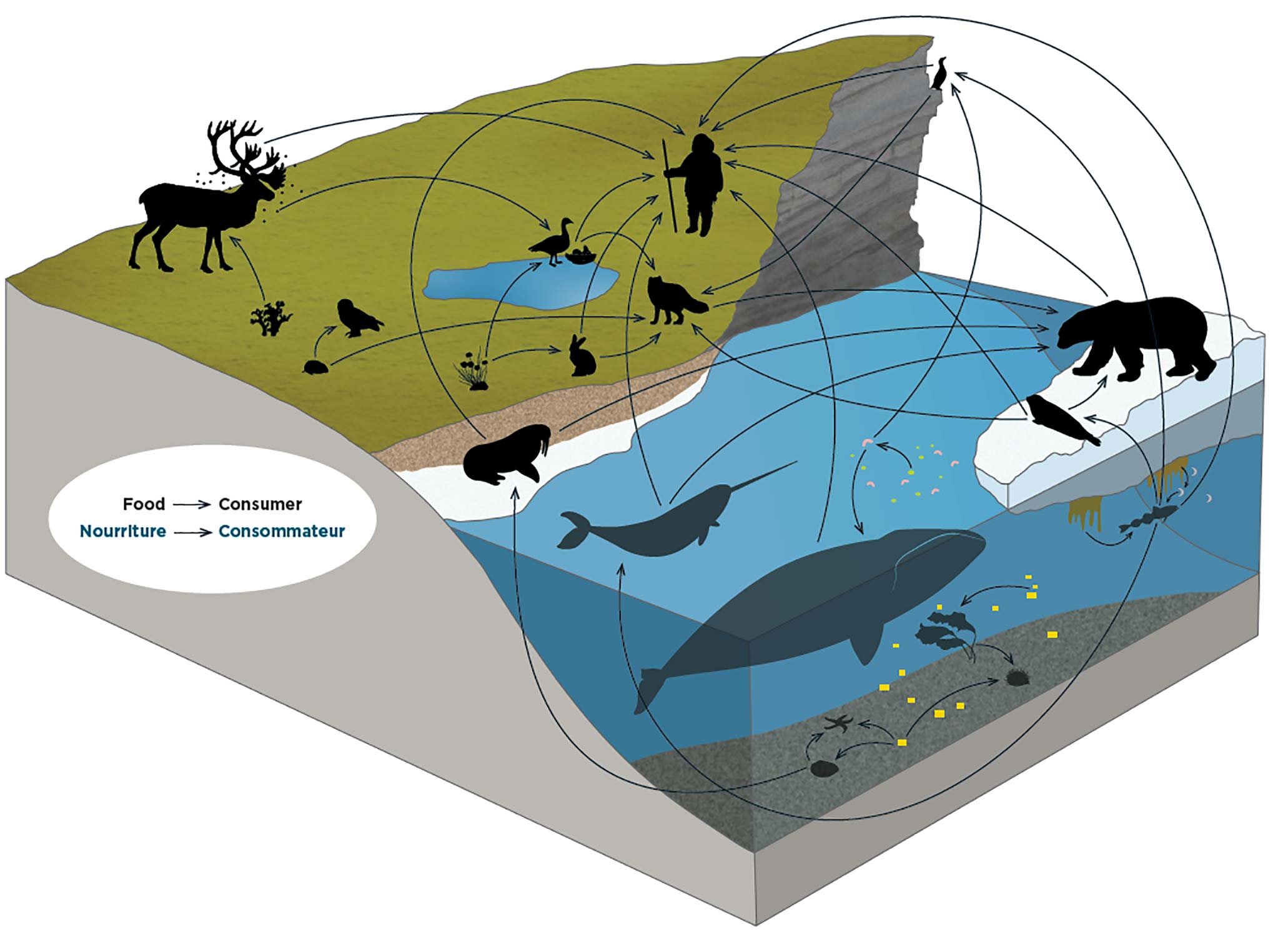 Arctic Habitats—On-Site School Workshop - Canadian Museum of Nature