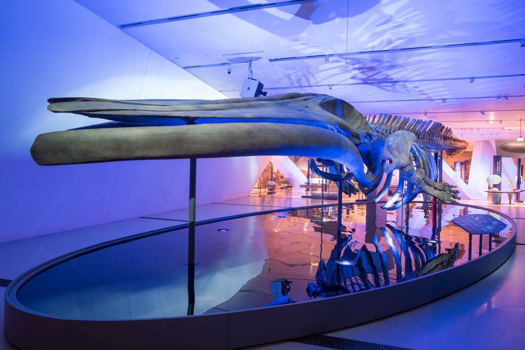 Royal Ontario Museum—Out of the Depths: The Blue-Whale Story - Canadian ...