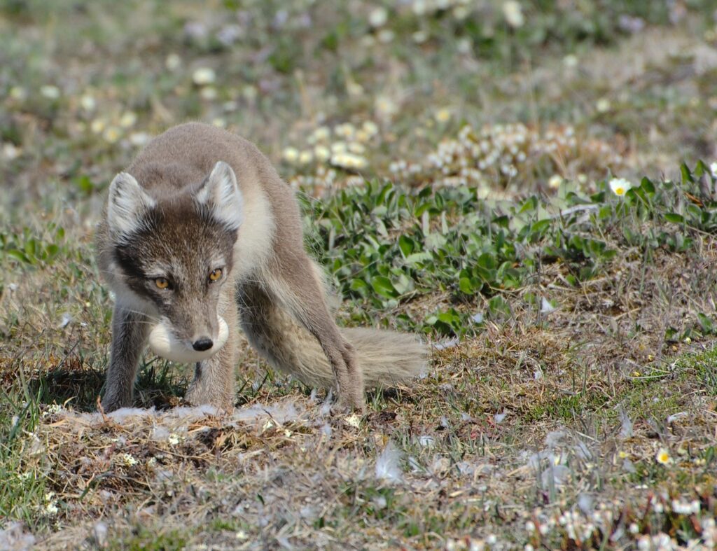Arctic Fox - Canadian Museum of Nature