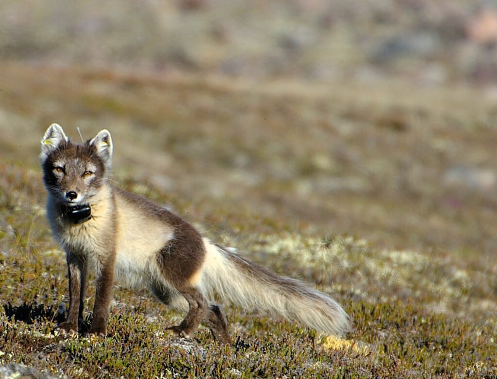 Arctic Fox - Canadian Museum of Nature