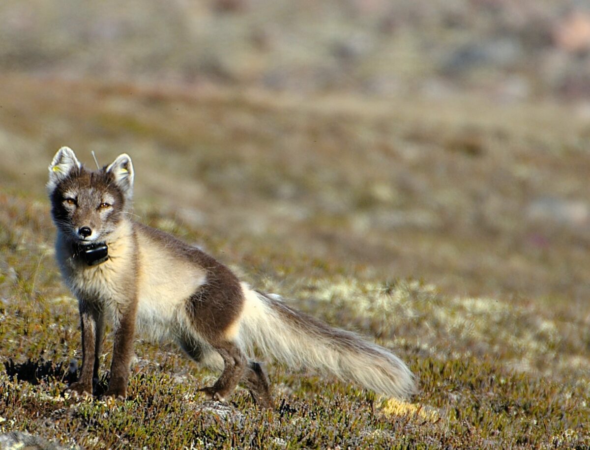 Arctic Fox - Canadian Museum of Nature