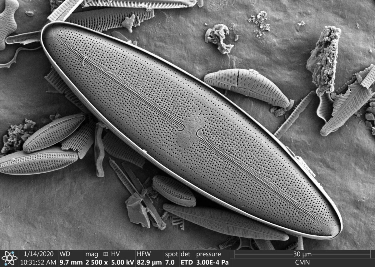 Diatoms - Canadian Museum of Nature