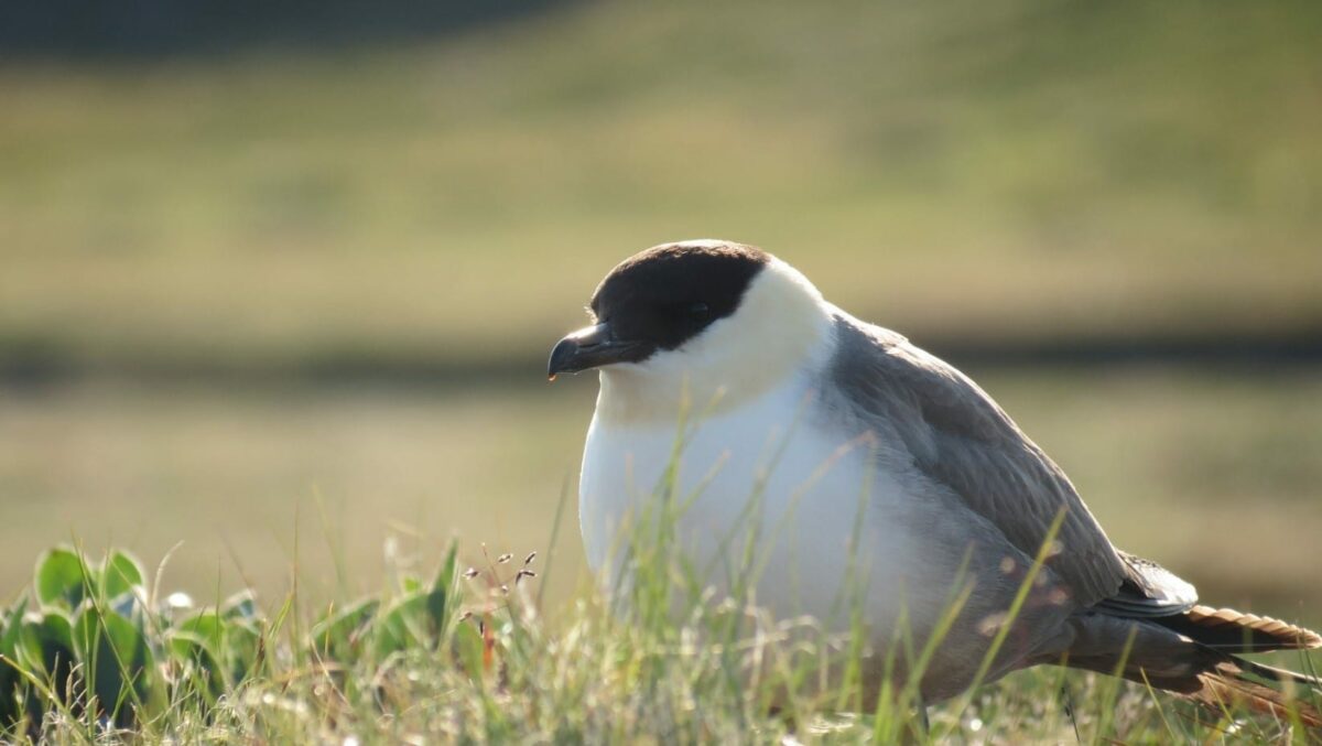 Lemmings - Canadian Museum of Nature