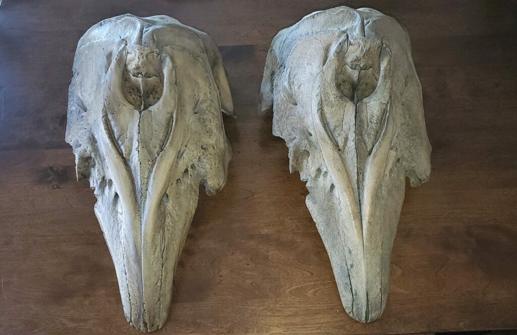 What Colour Are Fossils? - Canadian Museum of Nature