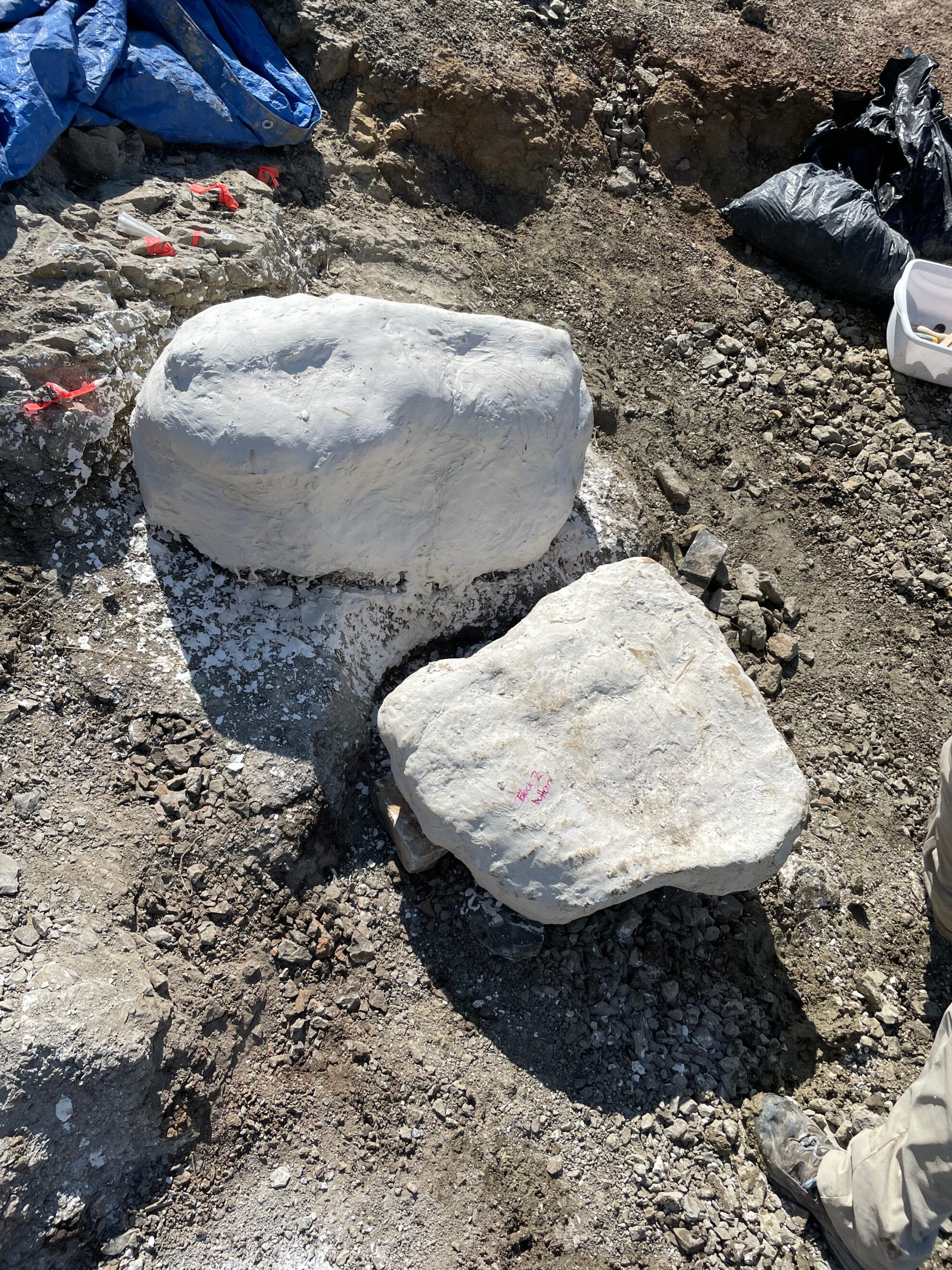 Lessons in Digging Up Dinosaurs - Canadian Museum of Nature