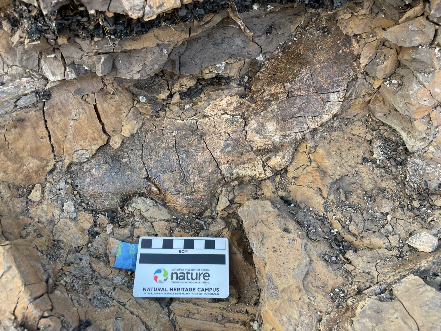 Lessons in Digging Up Dinosaurs - Canadian Museum of Nature