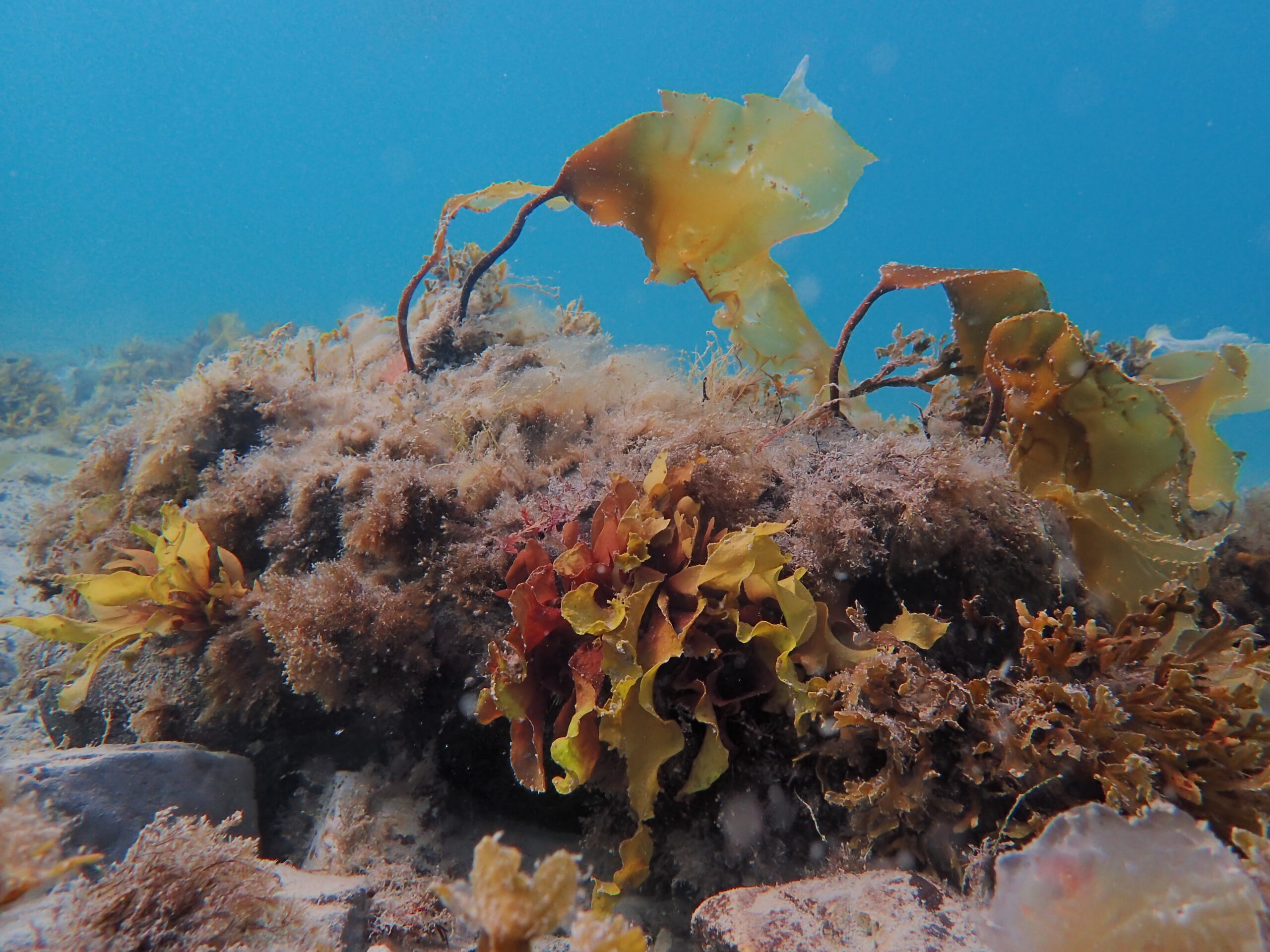 Searching for Seaweed in Cambridge Bay - Canadian Museum of Nature