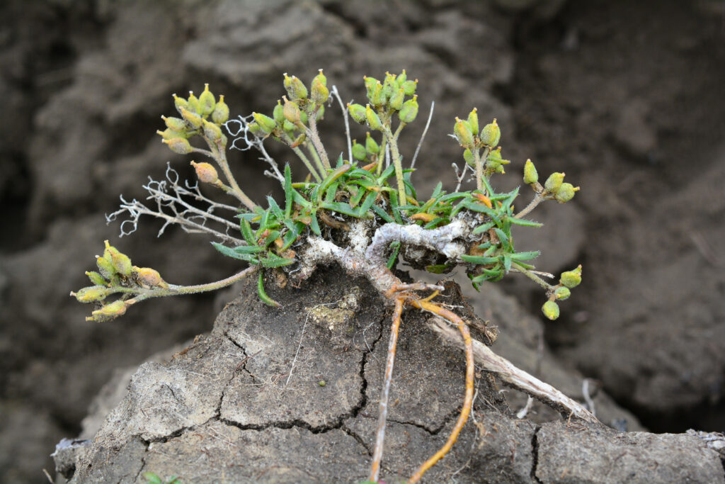 Flora of the Canadian Arctic Archipelago - Canadian Museum of Nature